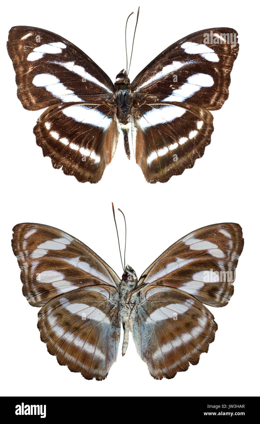 Colour Sergeant butterfly (Athyma nefte nivifera), upper and lower ...