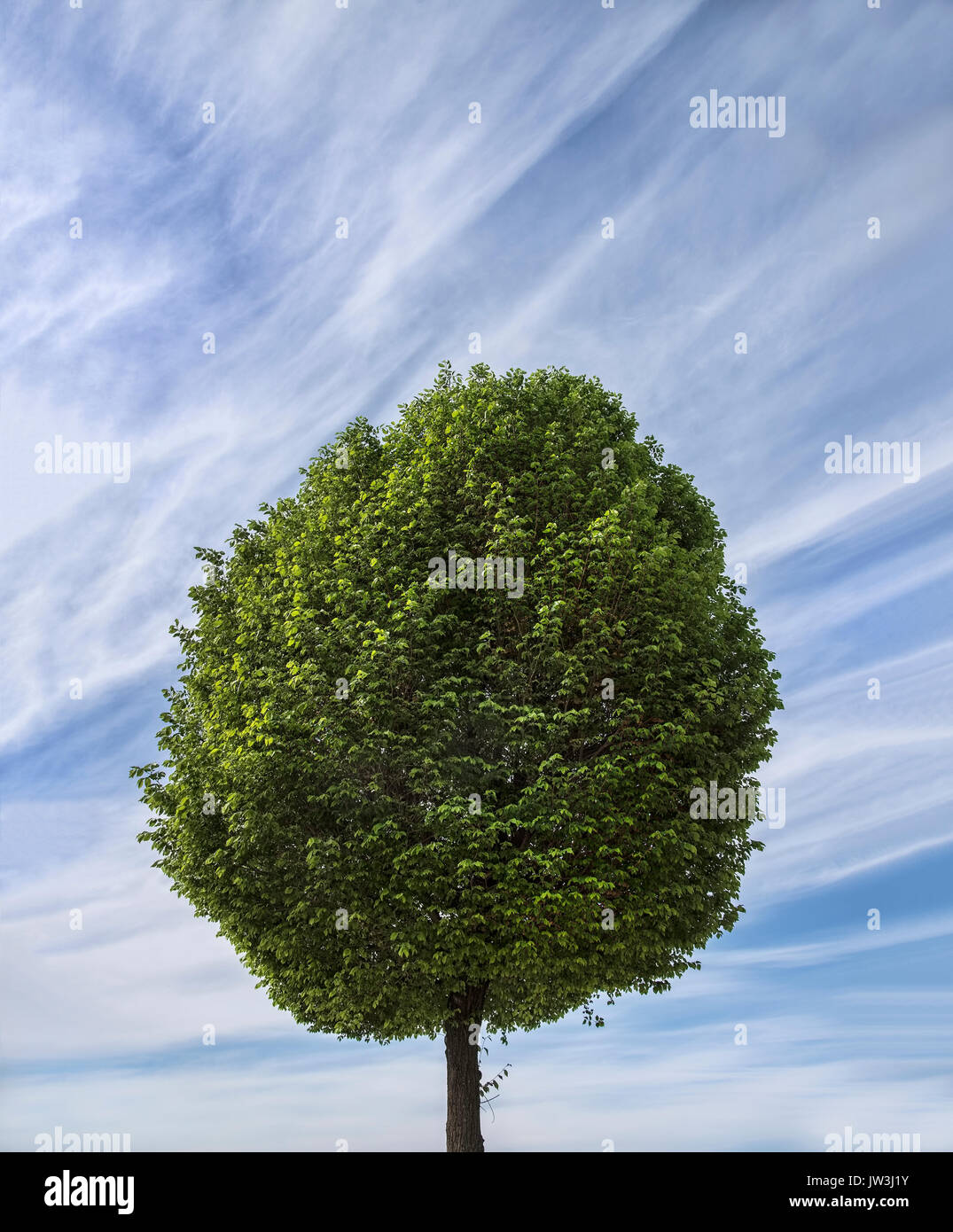 Single tree hi-res stock photography and images - Alamy