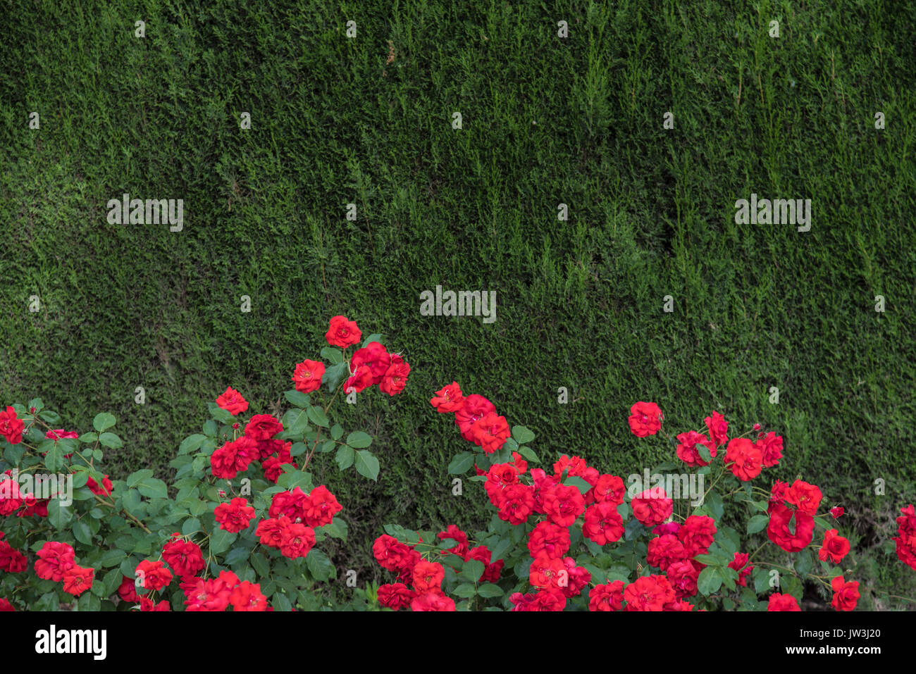 Lush green roses hi-res stock photography and images - Alamy