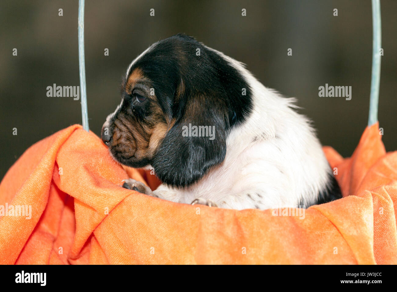 Pretty and gently Basset hound puppy, which is an old three week. A ...