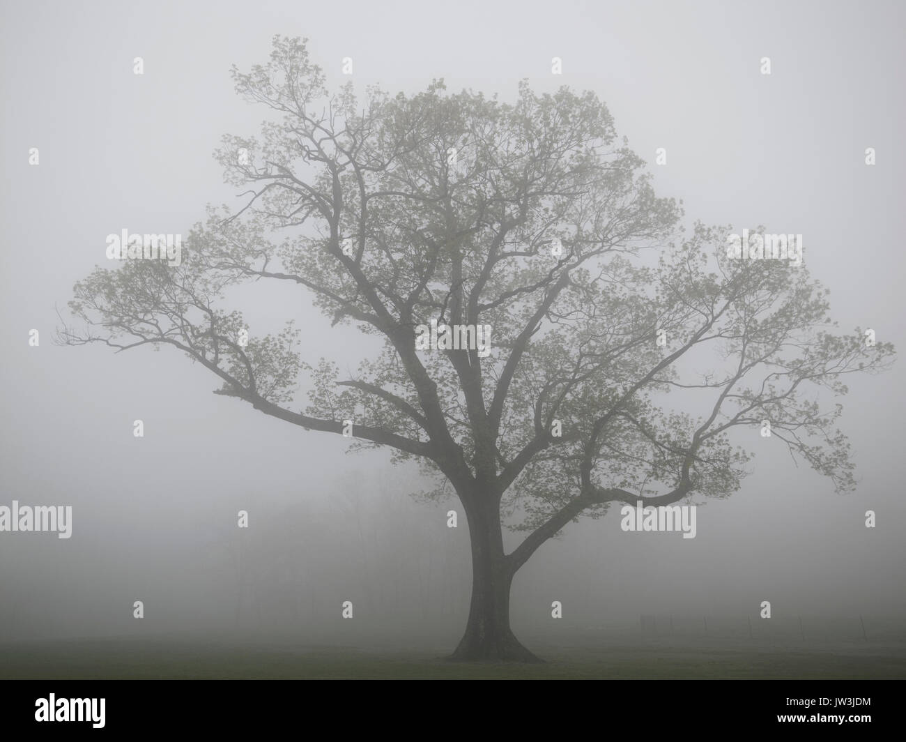 Single tree in fog Stock Photo - Alamy