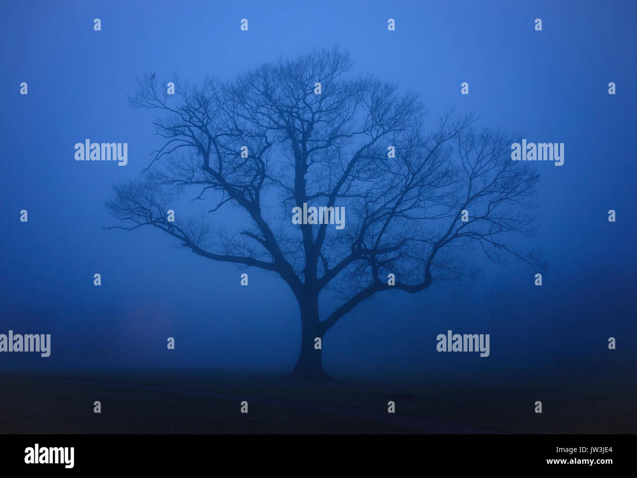 Single tree in fog Stock Photo - Alamy