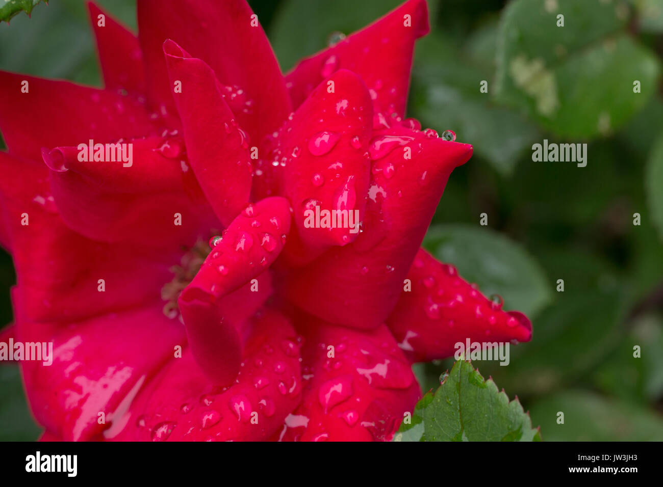 Wet rose hi-res stock photography and images - Alamy
