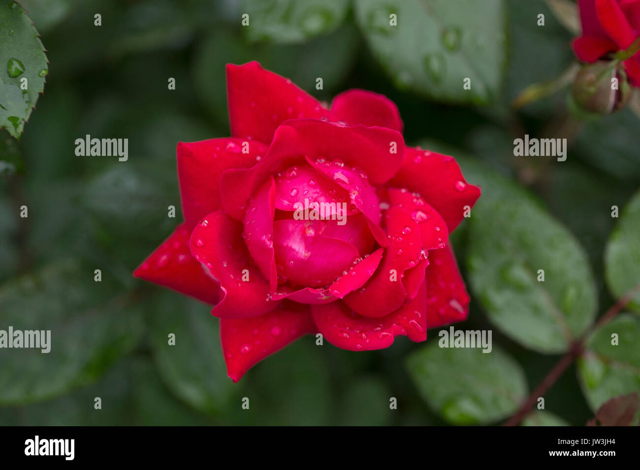Wet rose hi-res stock photography and images - Alamy