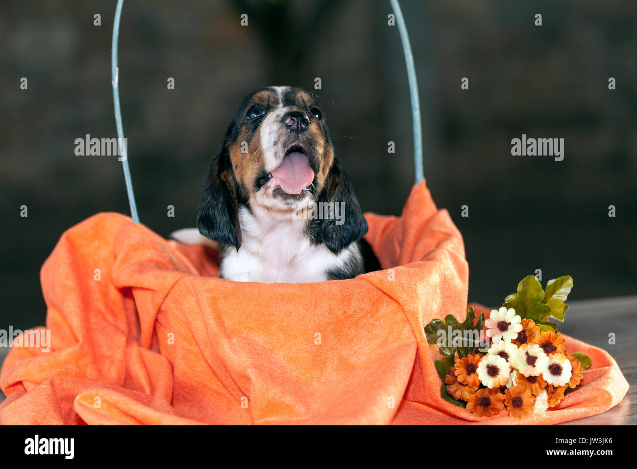 Pretty and gently Basset hound puppy, which is an old three week. A ...