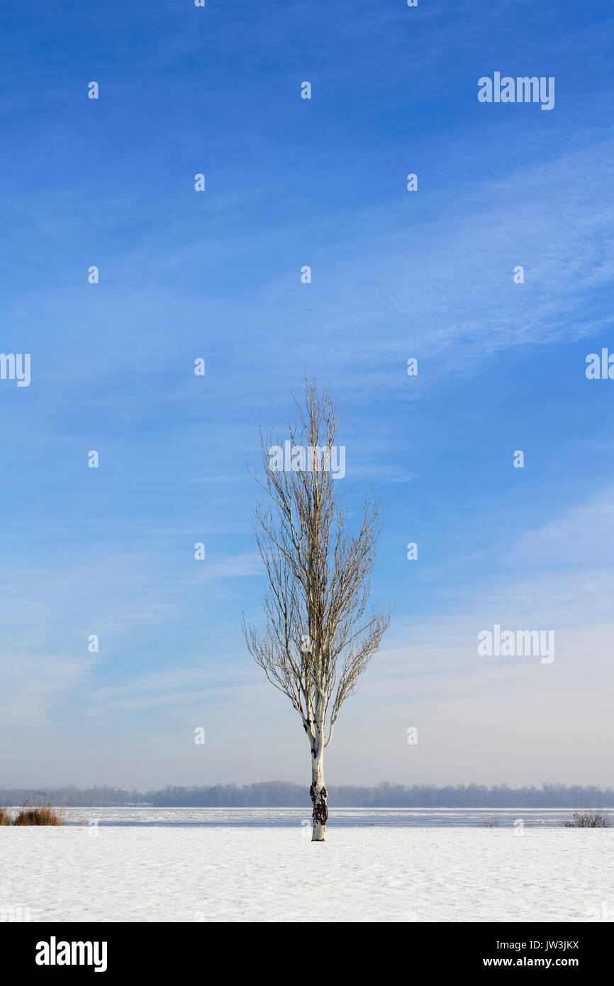 Tree region hi-res stock photography and images - Alamy