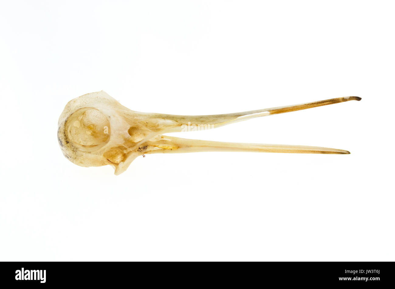 Skull of an American Woodcock (Scolopax minor Stock Photo - Alamy