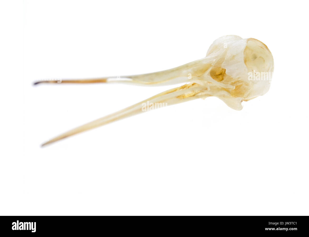Skull of an American Woodcock (Scolopax minor Stock Photo - Alamy