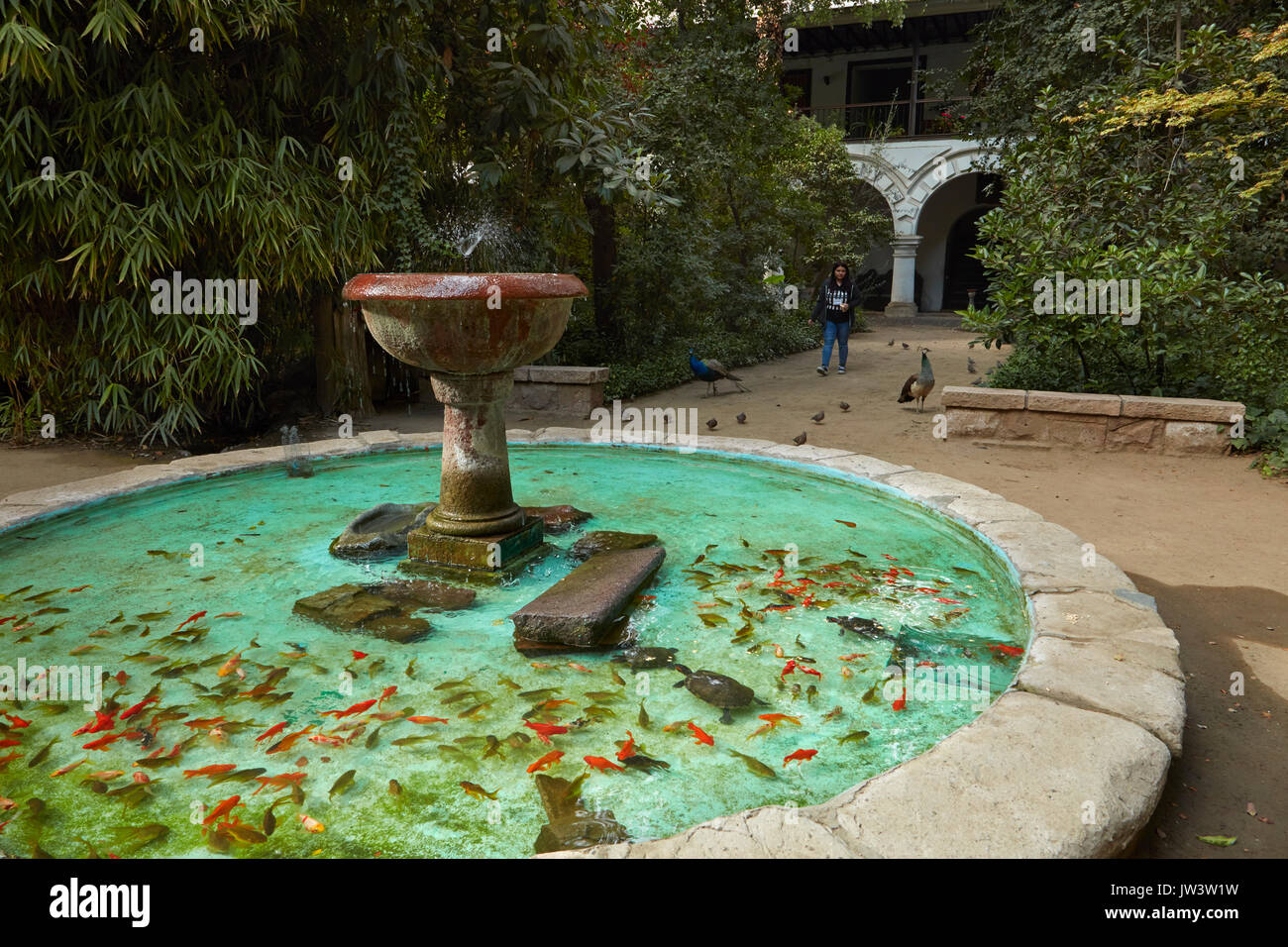 Fish and turtles on pond in courtyard of Franciscan Monastery attached ...