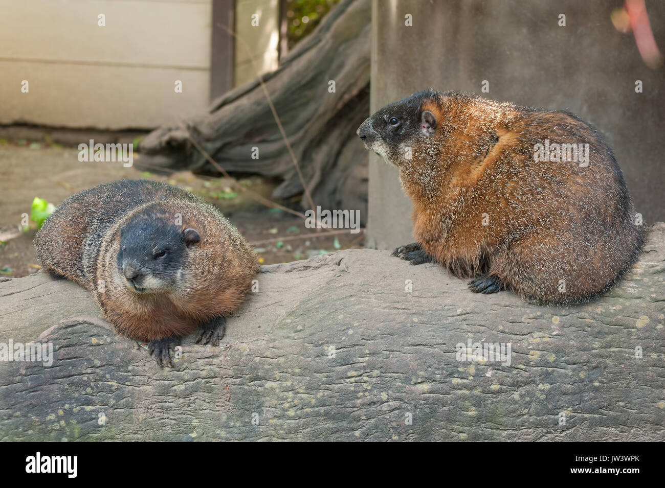 Two Woodchucks sitting on a tree Stock Photo - Alamy