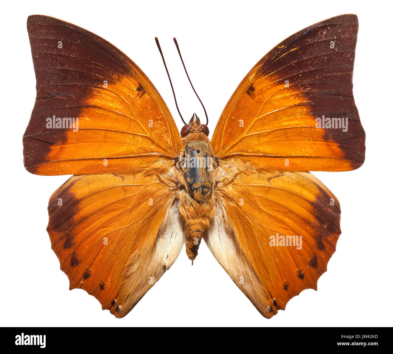 Tawny rajah butterfly hi-res stock photography and images - Alamy