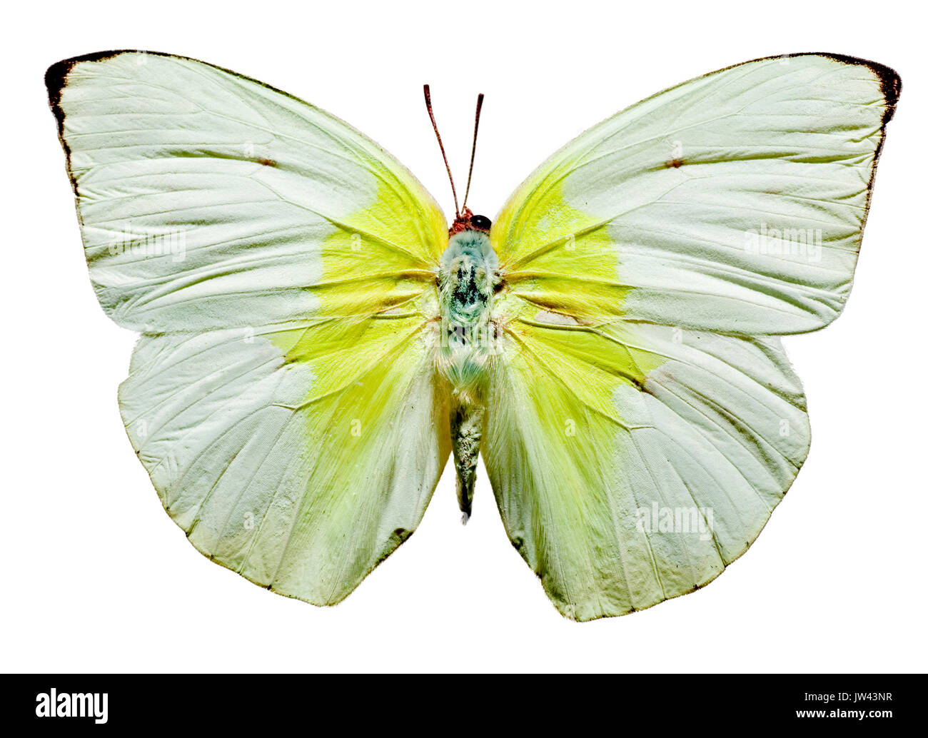 Lemon Emigrant Butterfly upper and lower, upper Stock Photo - Alamy