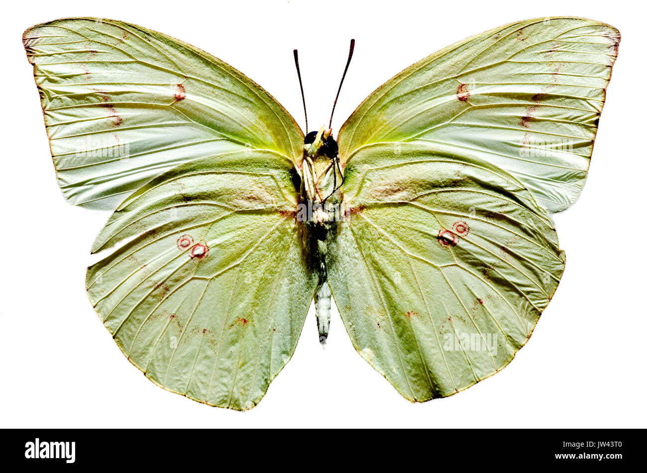 Lemon Emigrant Butterfly, lower side Stock Photo - Alamy