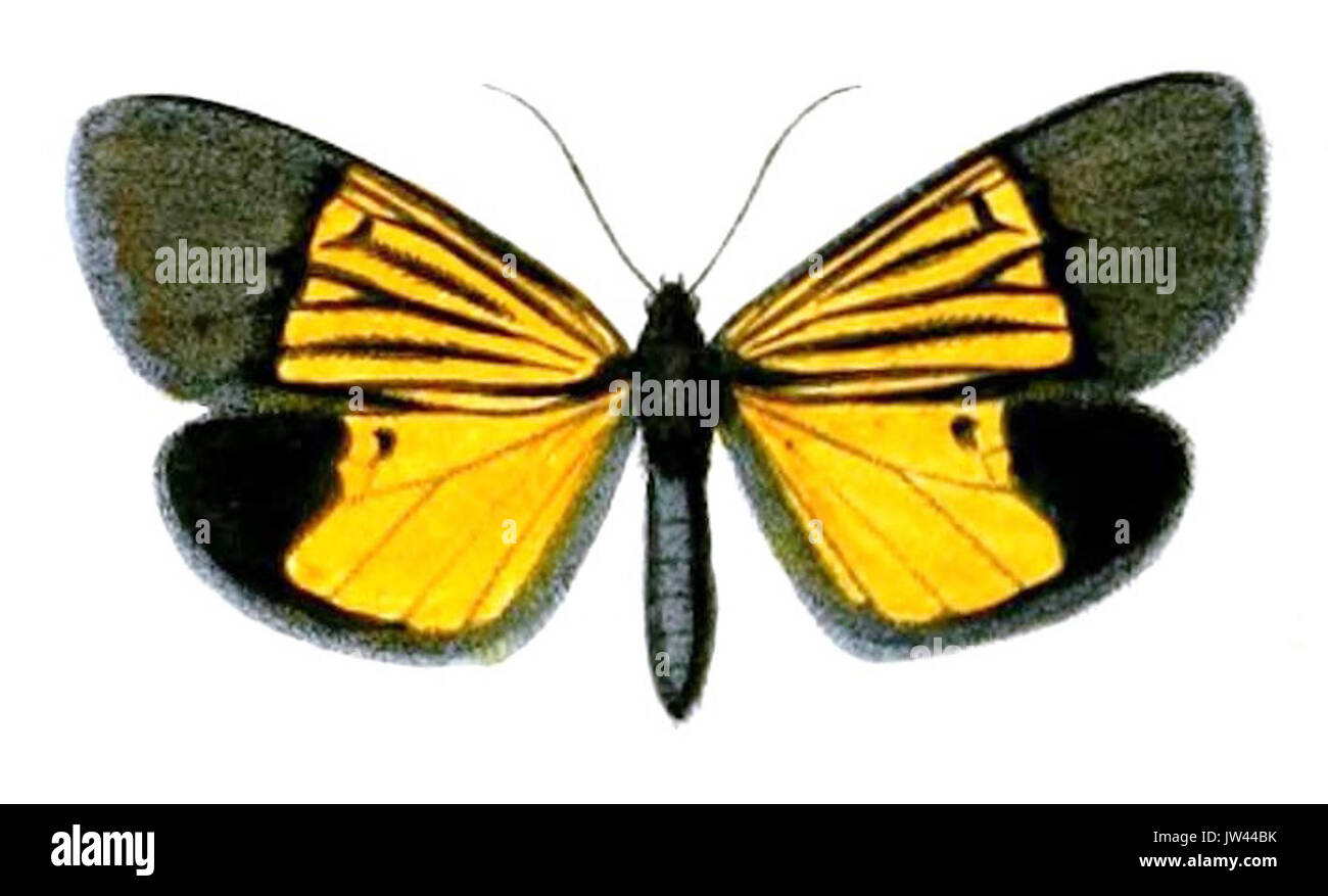 Dimidiata hi-res stock photography and images - Alamy