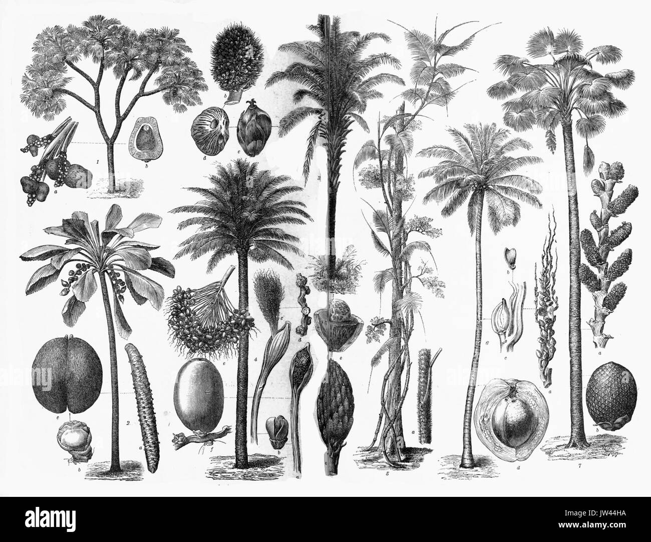 Taxonomy trees Cut Out Stock Images & Pictures - Alamy