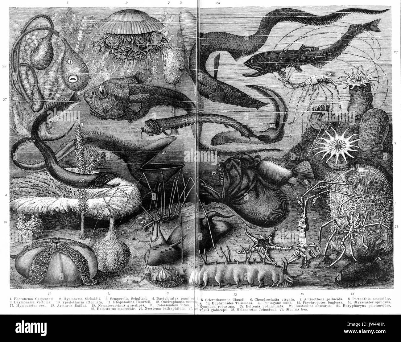 Deep ocean ecosystem Black and White Stock Photos & Images - Alamy