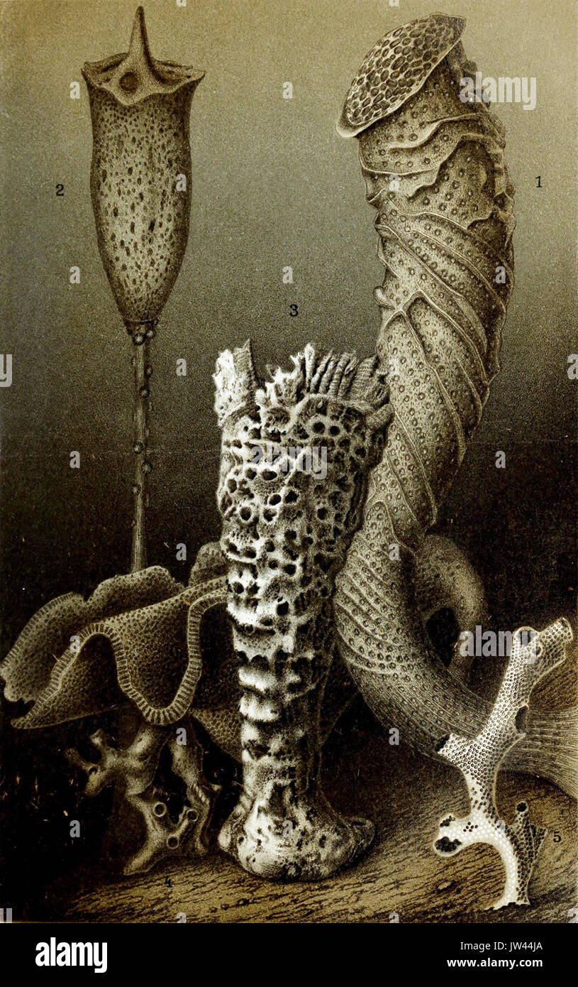 Glass sponge hexactinellida hi-res stock photography and images - Alamy