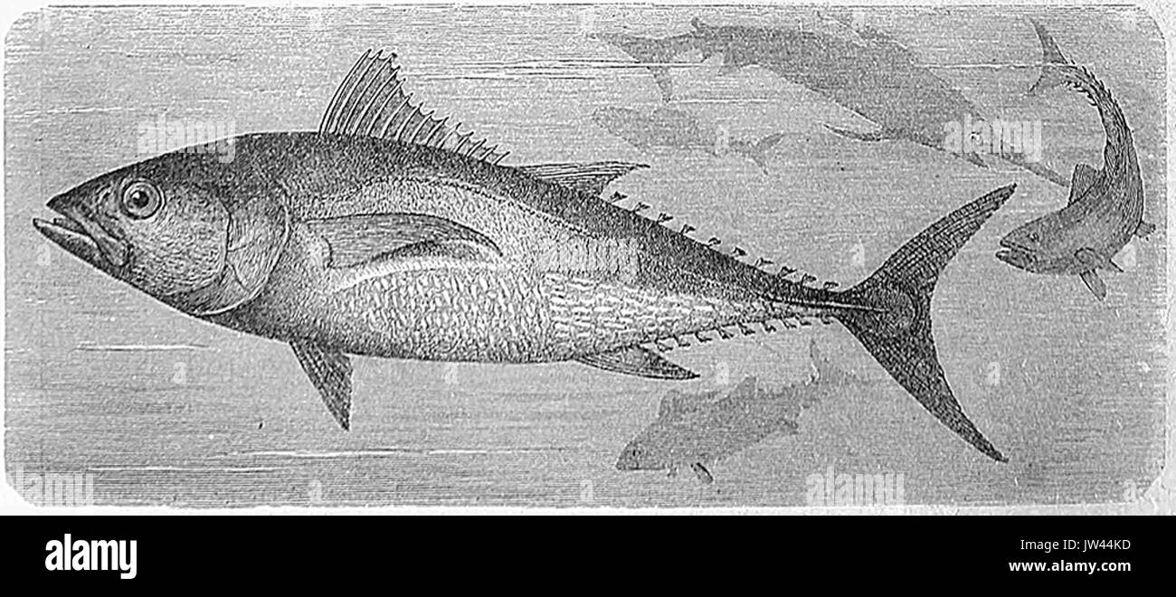 Thunnus thynnus atlantic hi-res stock photography and images - Alamy