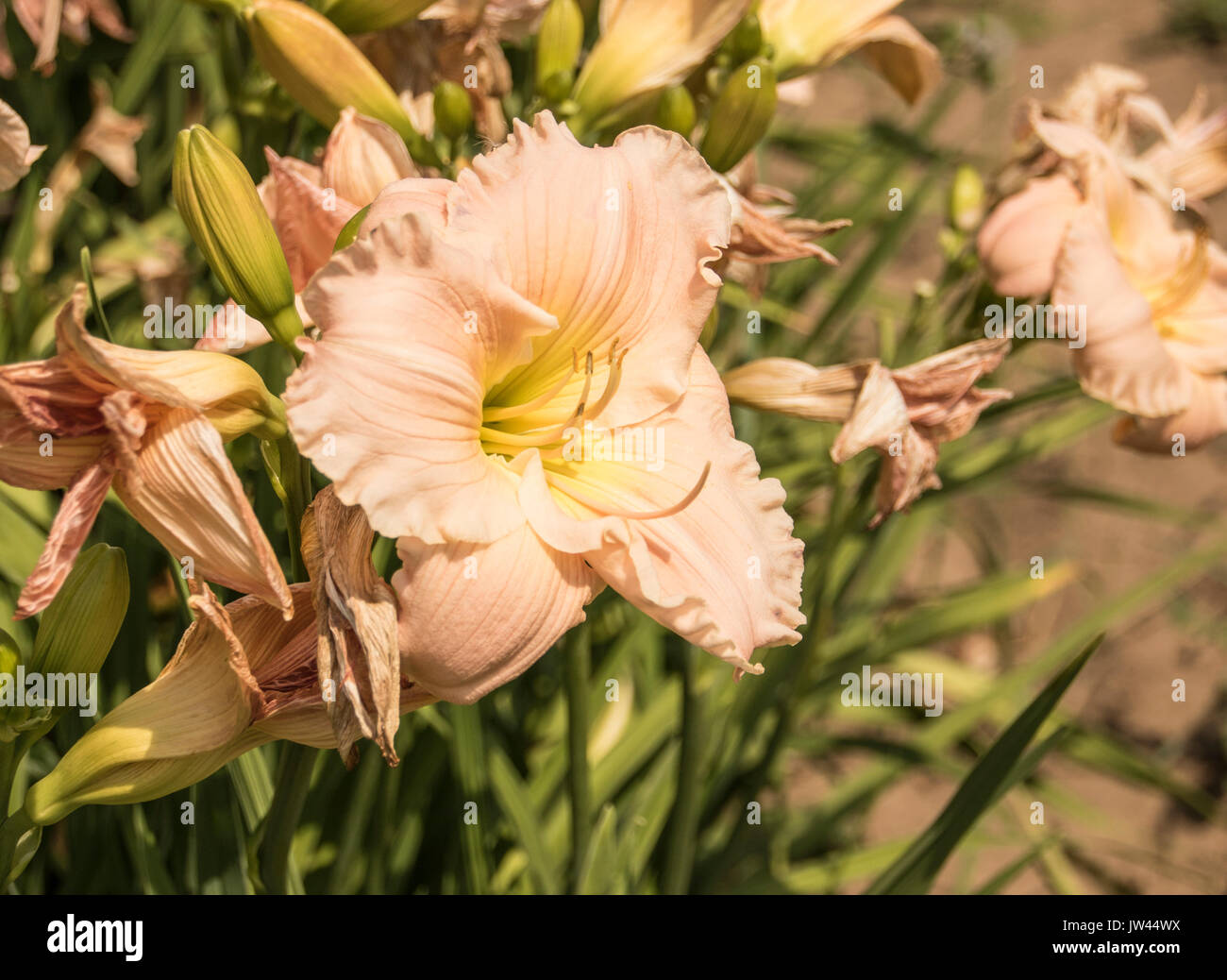 Peach lily hi-res stock photography and images - Alamy
