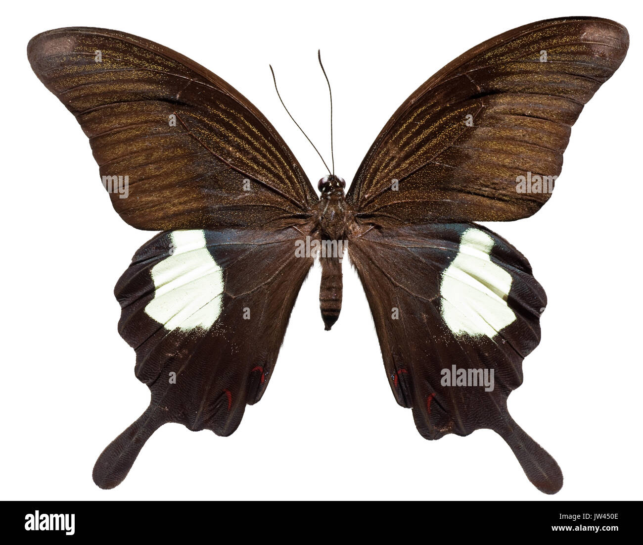 Red helen swallowtail butterfly Cut Out Stock Images & Pictures - Alamy
