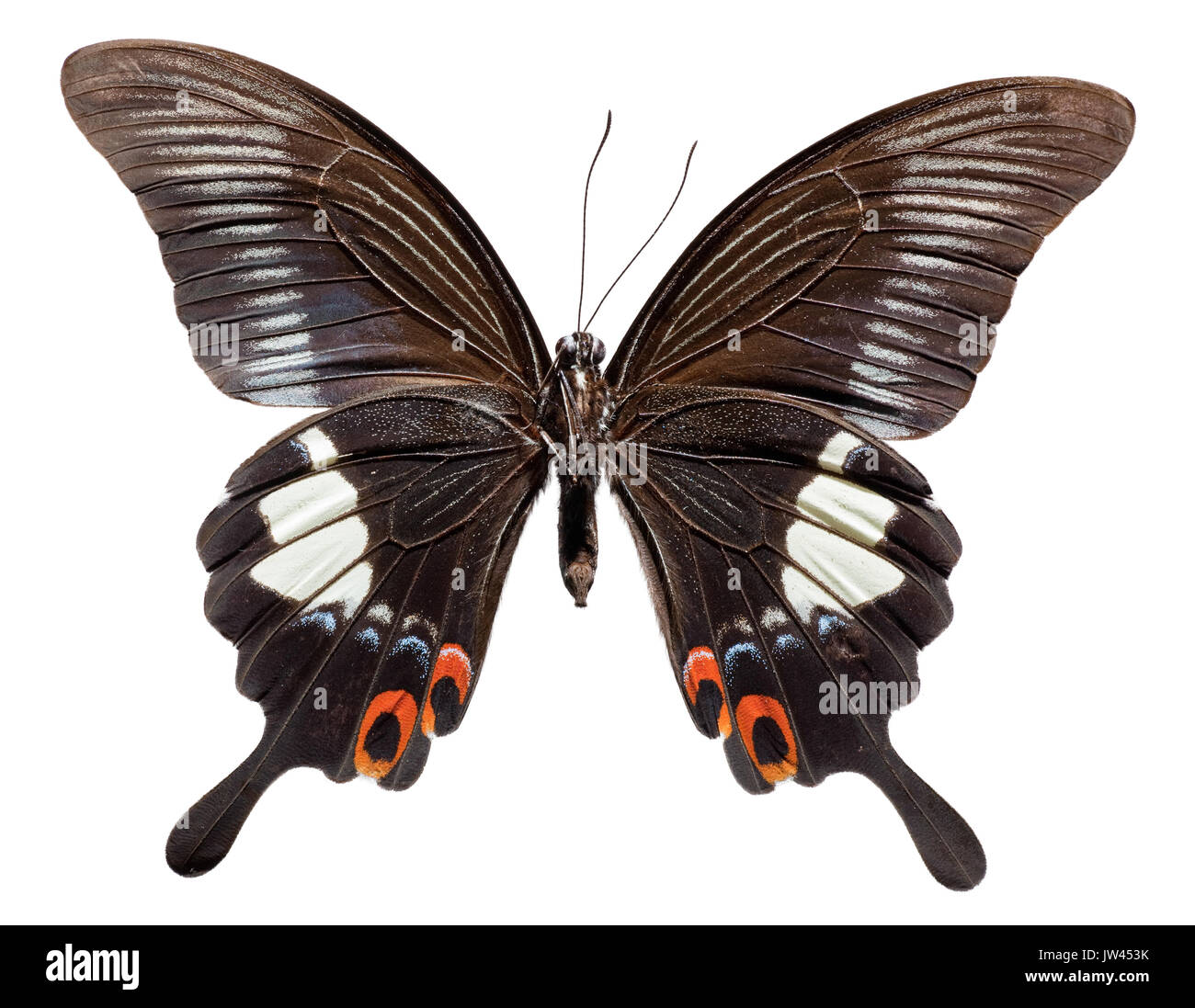 Red Helen Butterfly [Papilio helenus] (lower Stock Photo - Alamy