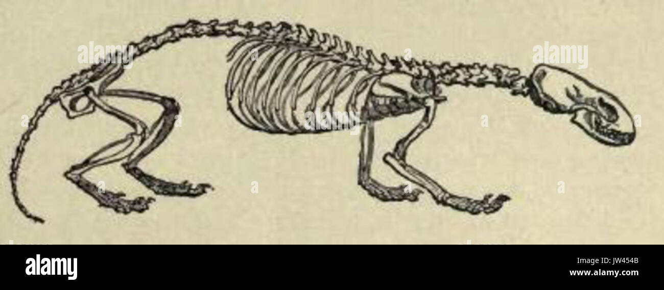 Vertebrate anatomy display hi-res stock photography and images - Alamy
