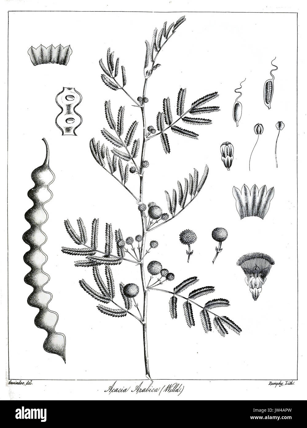 Acacia arabica hi-res stock photography and images - Alamy