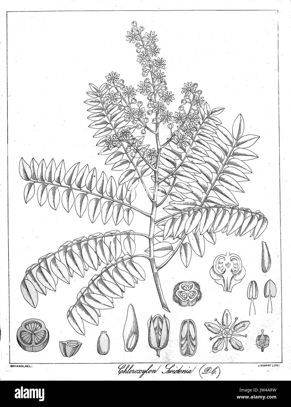 Chloroxylon swietenia hi-res stock photography and images - Alamy