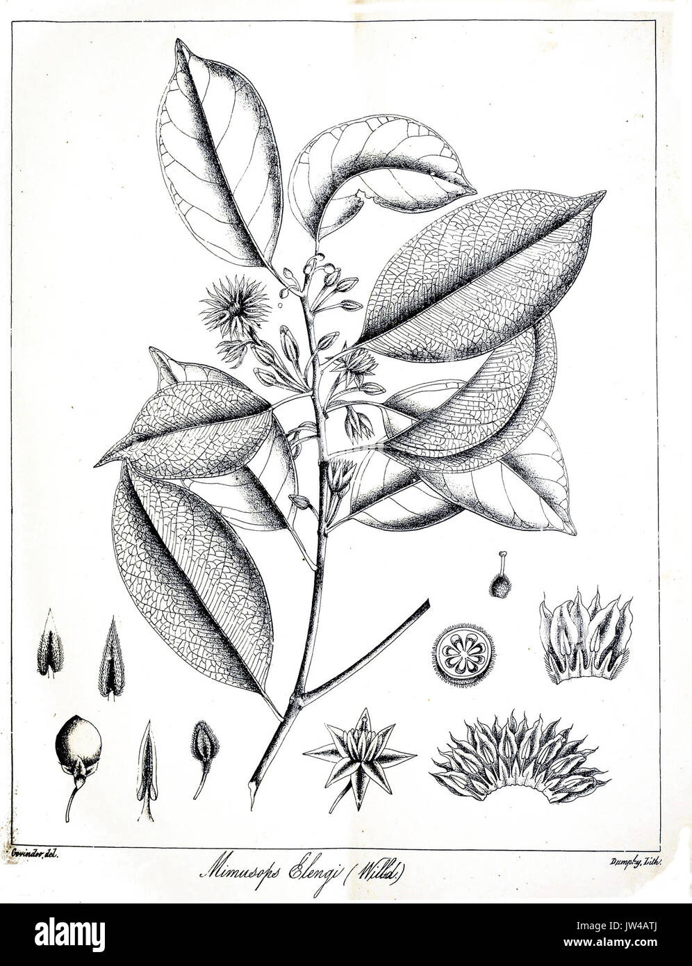 Mimusops elengi Govindoo Stock Photo - Alamy