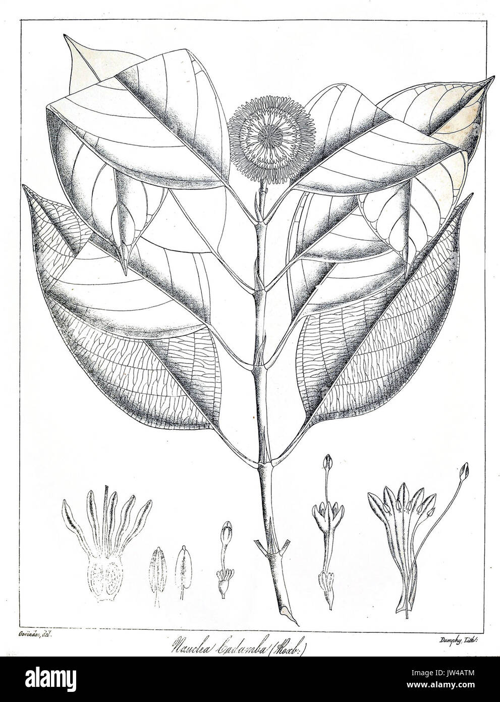 Neolamarckia cadamba hi-res stock photography and images - Alamy