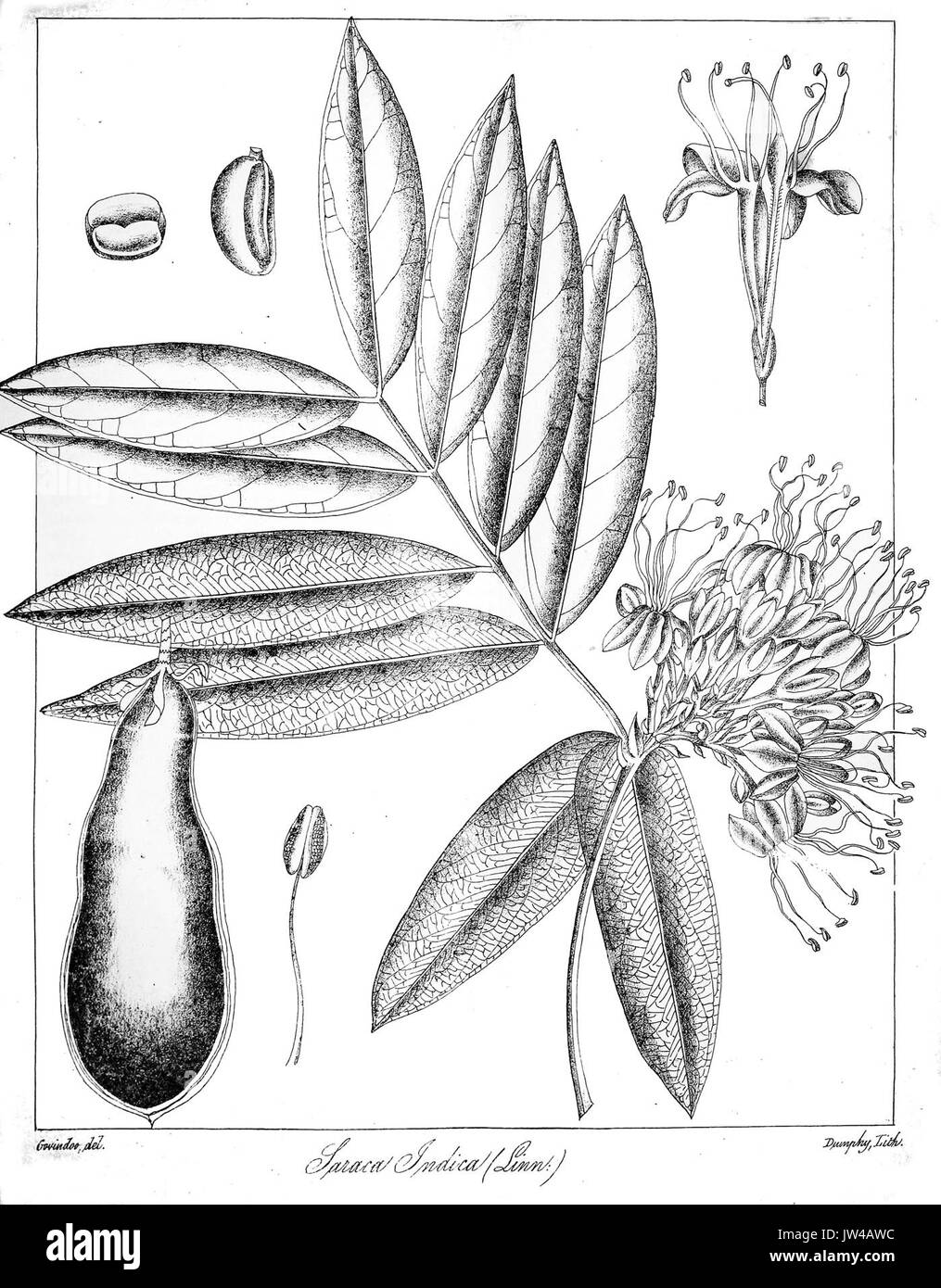 Saraca indica hi-res stock photography and images - Alamy