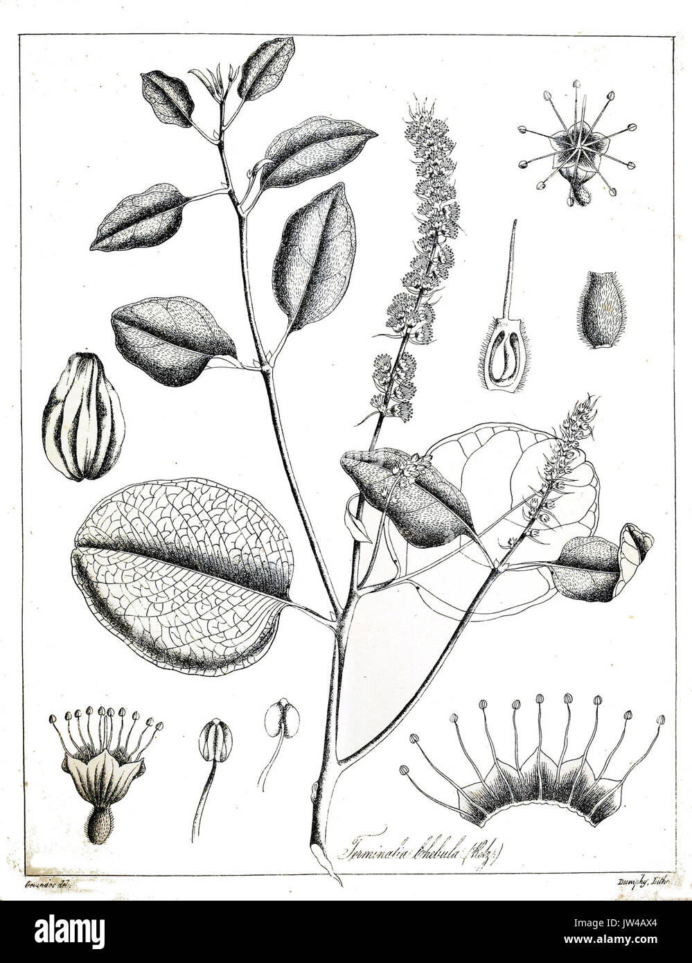 Terminalia chebula Govindoo Stock Photo - Alamy