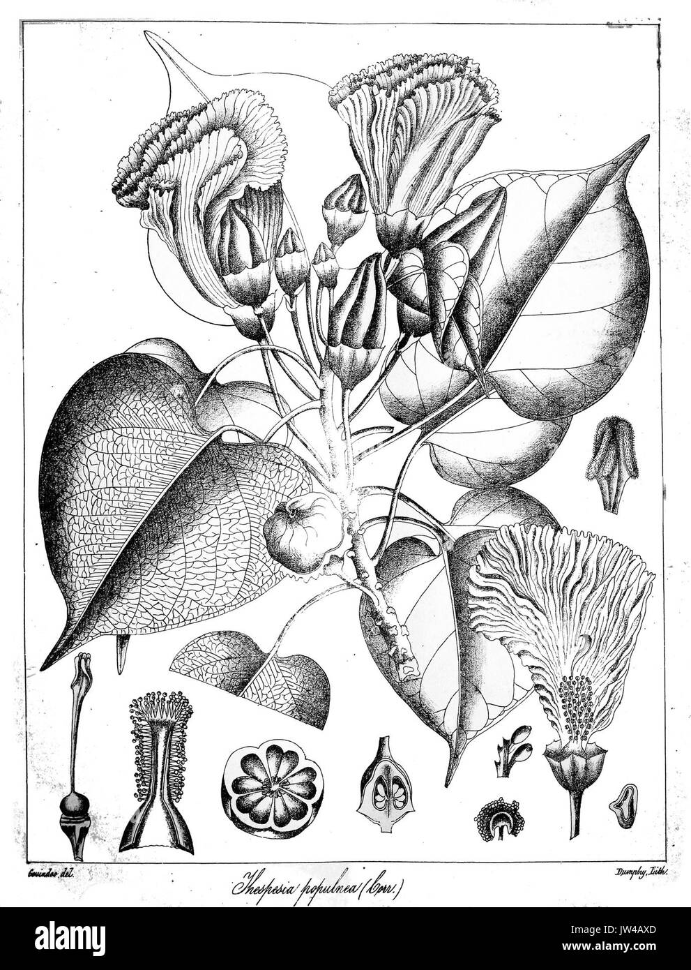 Thespesia populnea portia tree hi-res stock photography and images - Alamy