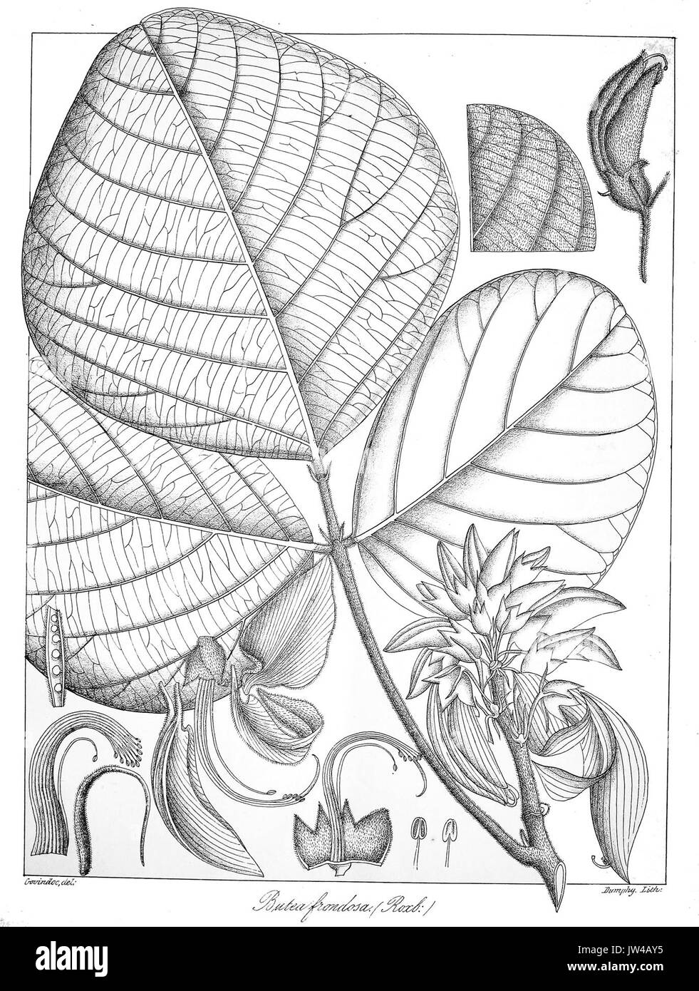 Butea frondosa, also known as the flame of the forest, is a tree native ...