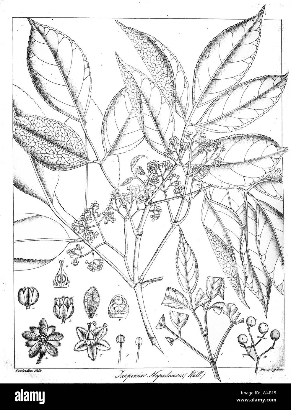 Asian plant identification Black and White Stock Photos & Images - Alamy