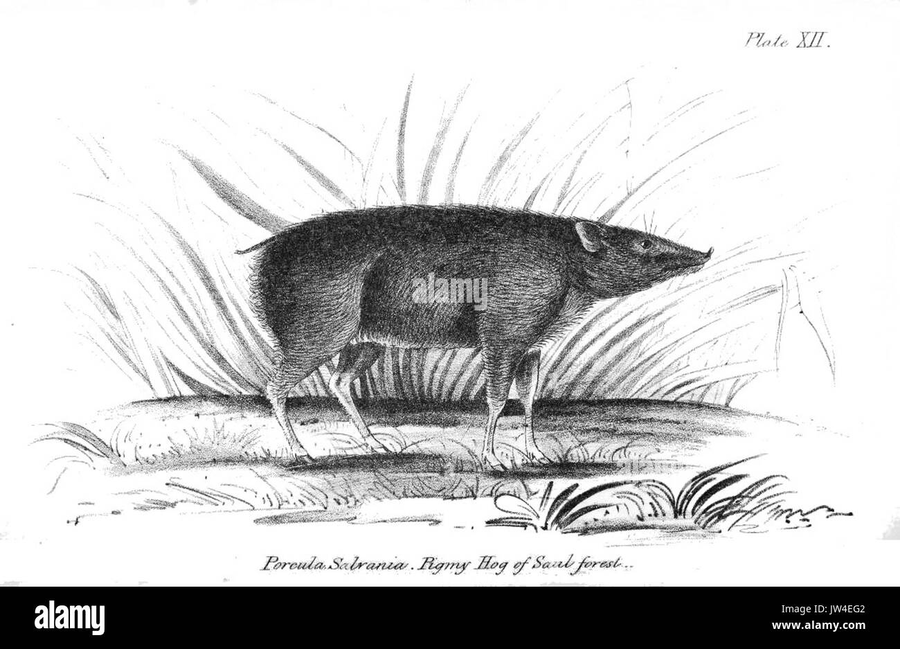 Pygmy hog porcula salvania hi-res stock photography and images - Alamy