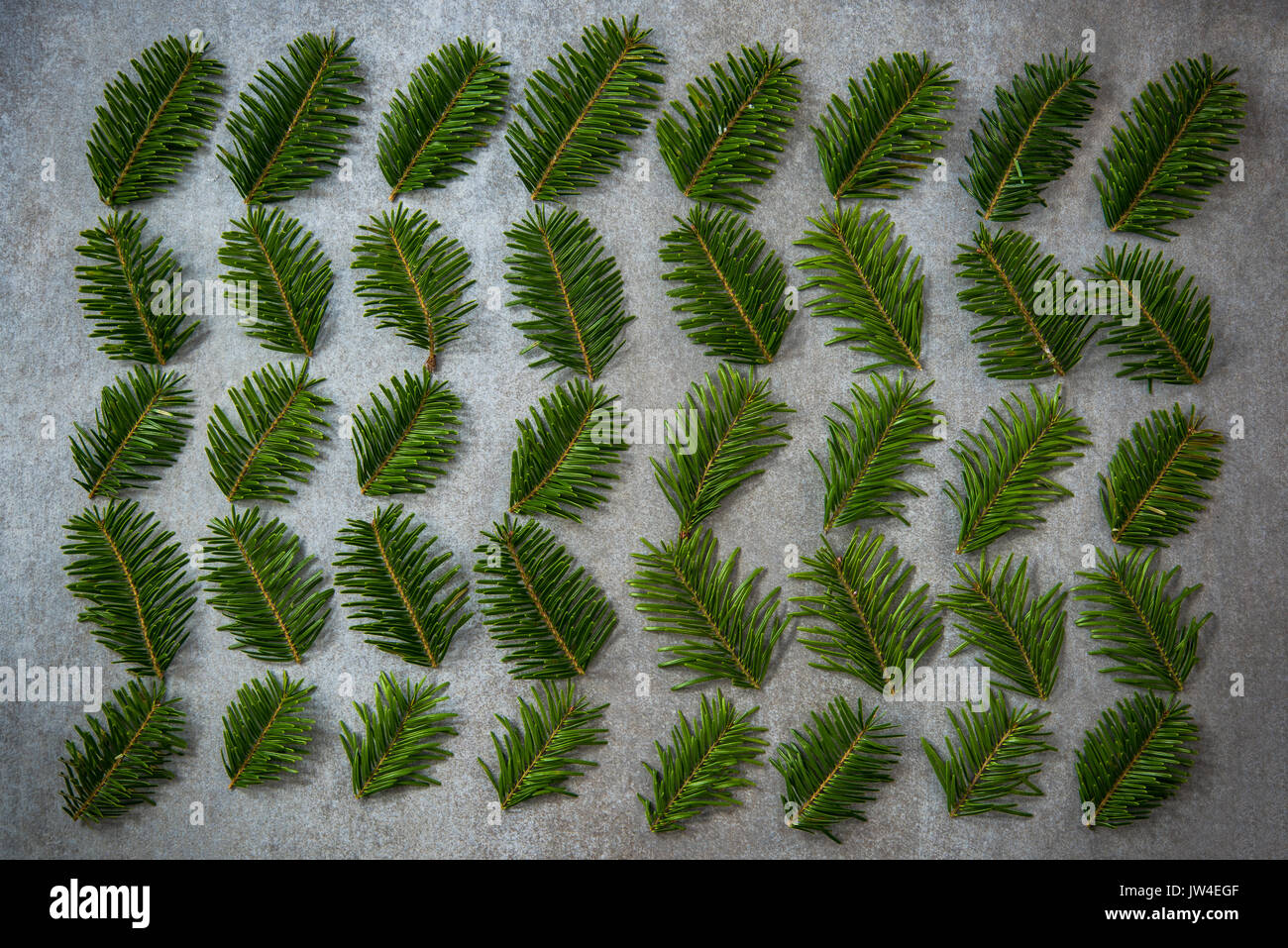 Green fir, minimalist flat lay design and pattern Stock Photo - Alamy