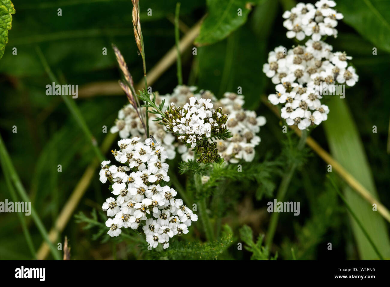 Yarrow wildflowers blooming at the McNeil River State Game Sanctuary on ...