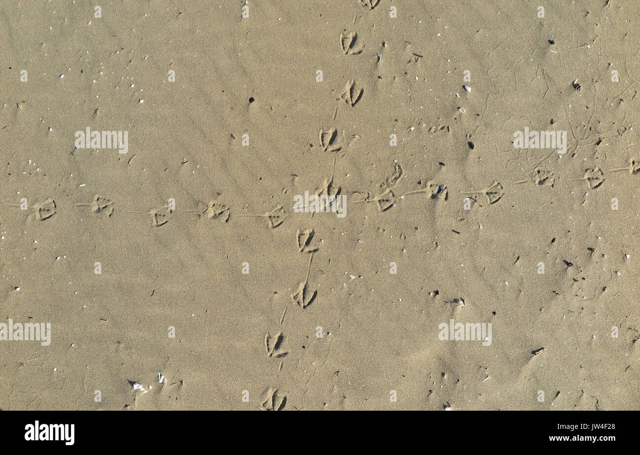 Animal bird footprints hi-res stock photography and images - Alamy