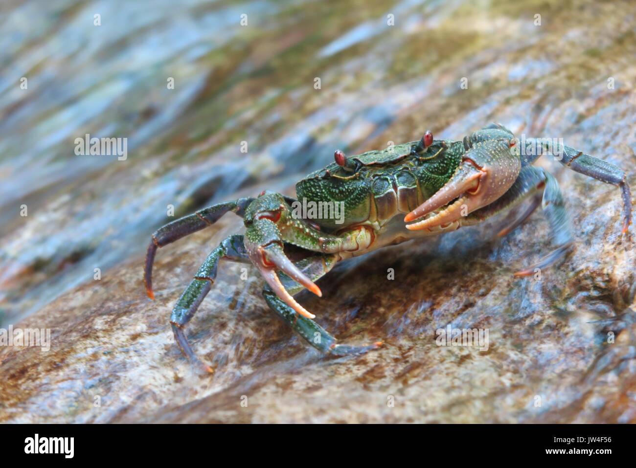 Freshwater crab hi-res stock photography and images - Alamy