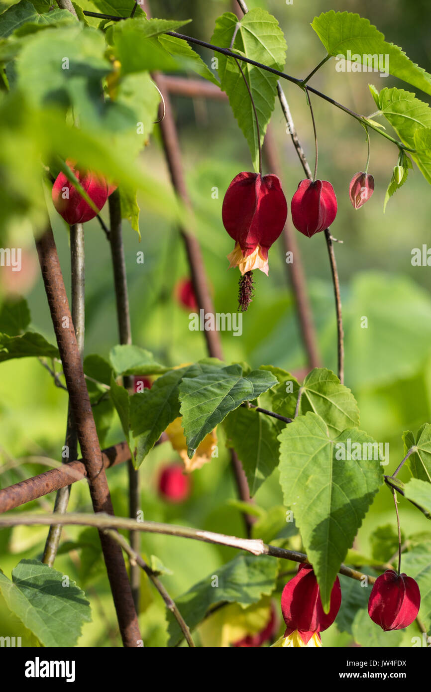 Abutilon Megapotamicum High Resolution Stock Photography and Images - Alamy