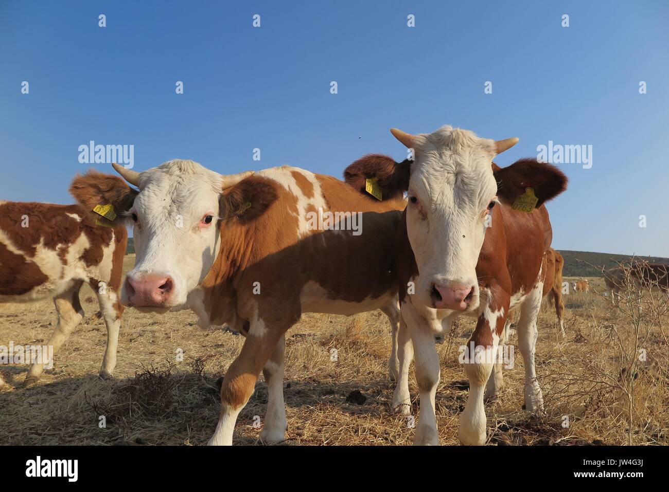 Cows with a group of rural animals landscape hi-res stock photography ...