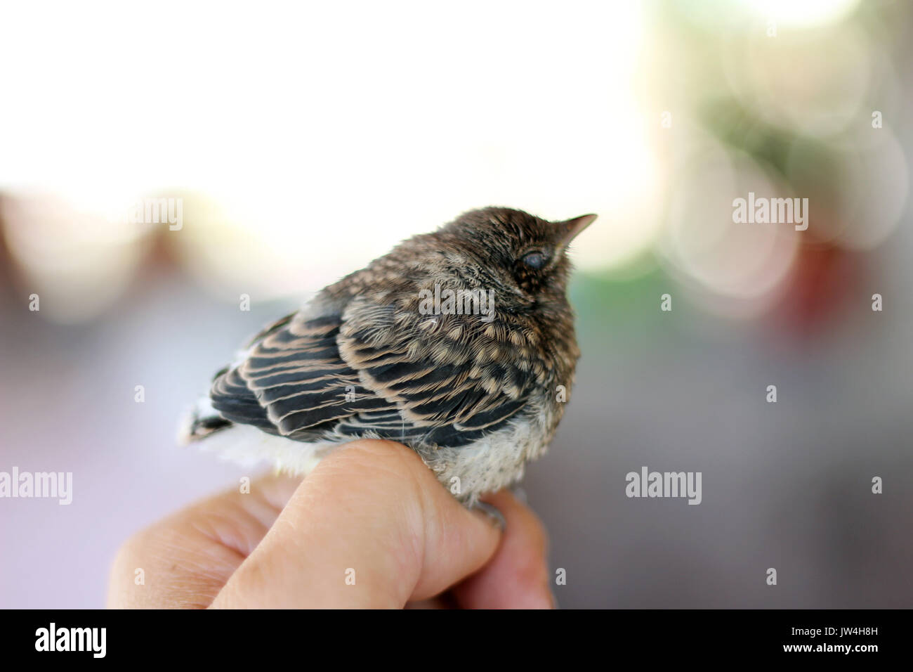 bird in hand Stock Photo - Alamy