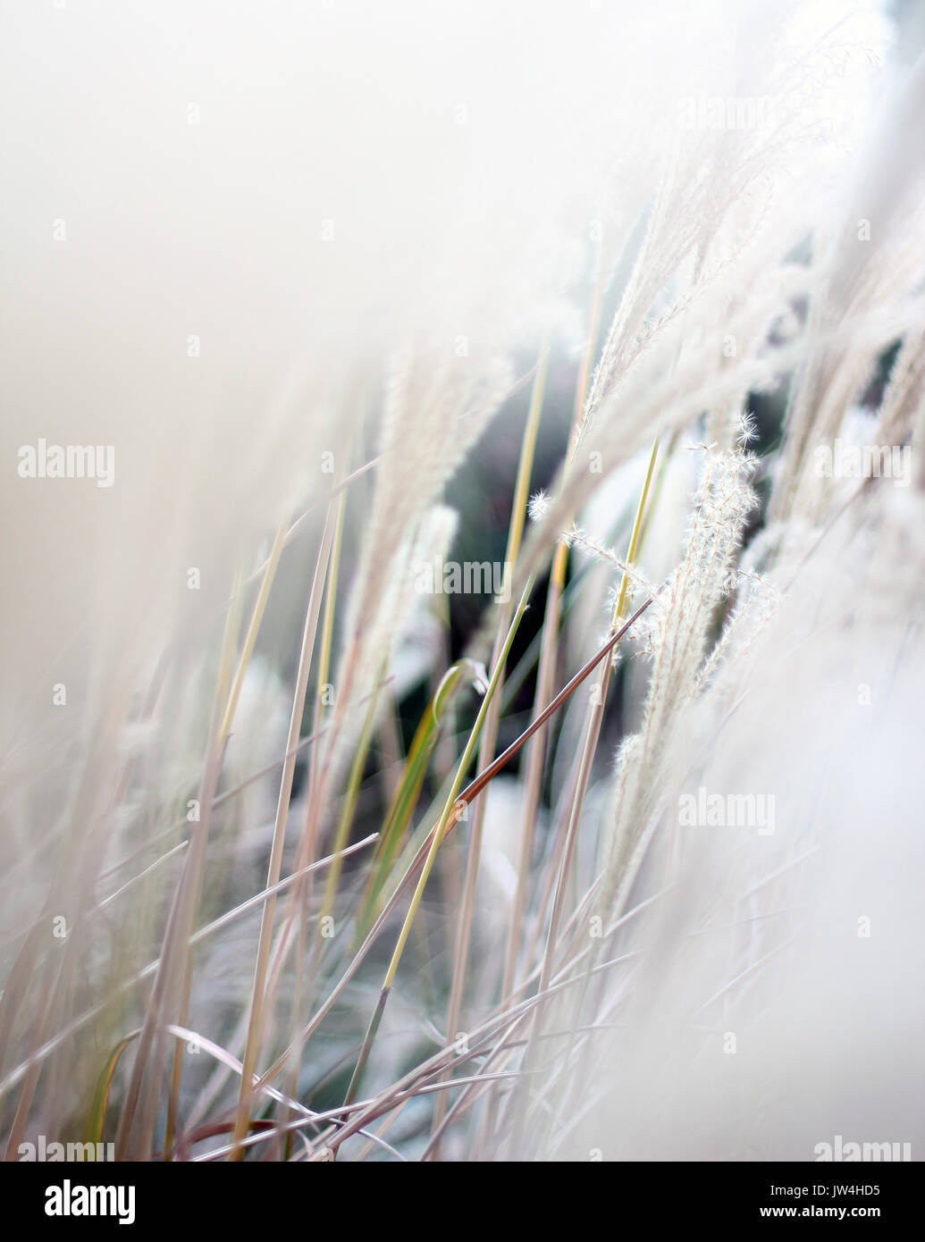 Long dry reeds blue hi-res stock photography and images - Alamy