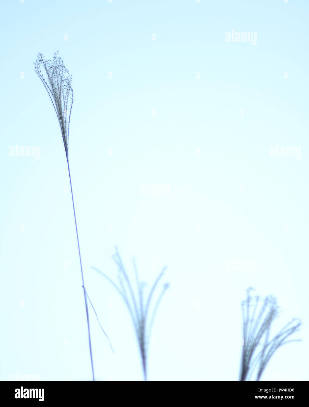 Long dry reeds blue hi-res stock photography and images - Alamy