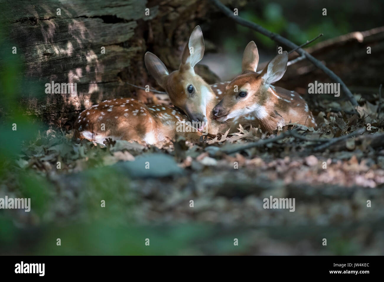 Two fawn deer resting together Stock Photo - Alamy