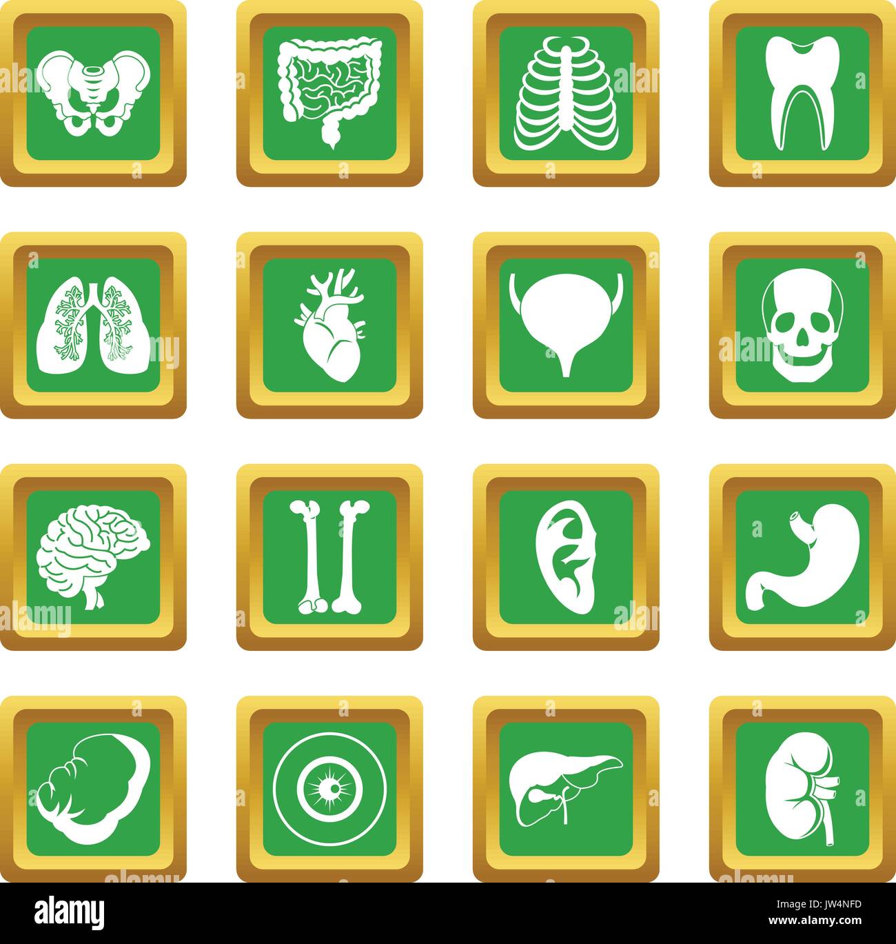 Human skeleton with lungs Stock Vector Images - Alamy