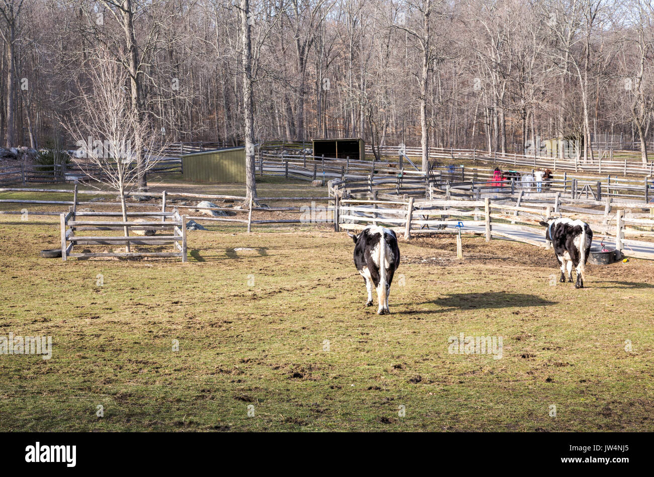 Cattle center hi-res stock photography and images - Alamy