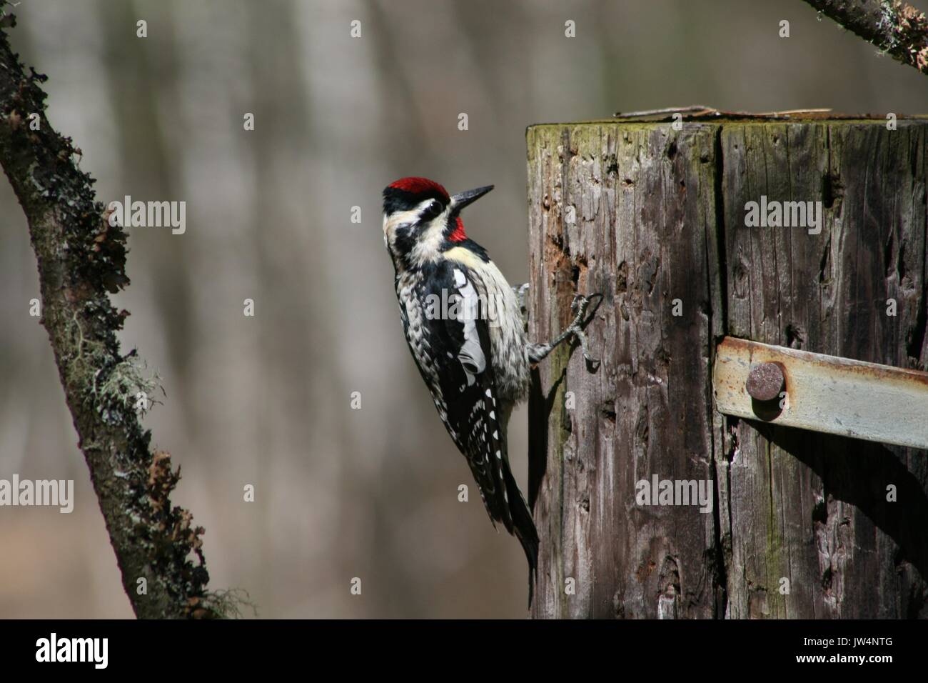 Yellow bellied sapsucker feather hi-res stock photography and images ...