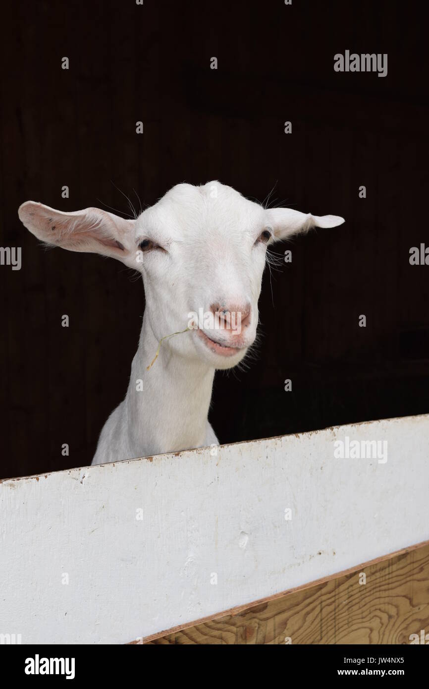 Big cheese head in hi-res stock photography and images - Alamy